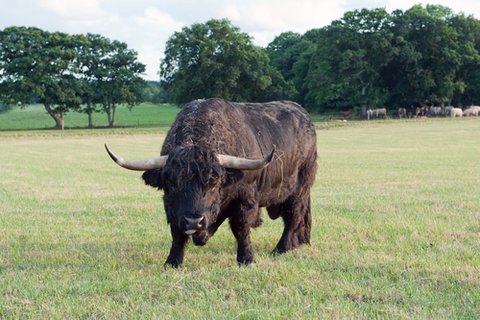 How to Invest in an Aging Bull Market